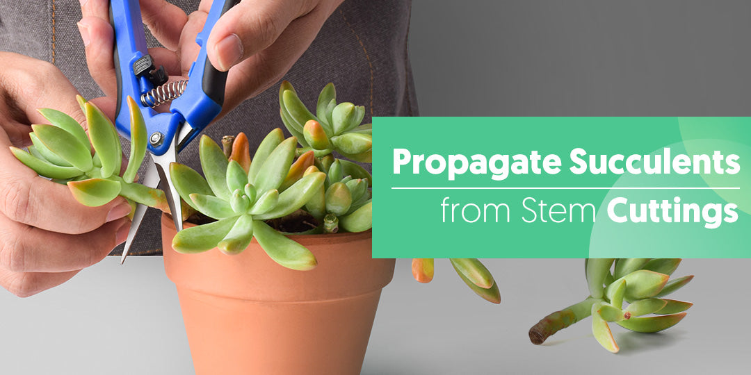 Propagate Succulents from Cuttings | THE NEXT GARDENER – Thenextgardener