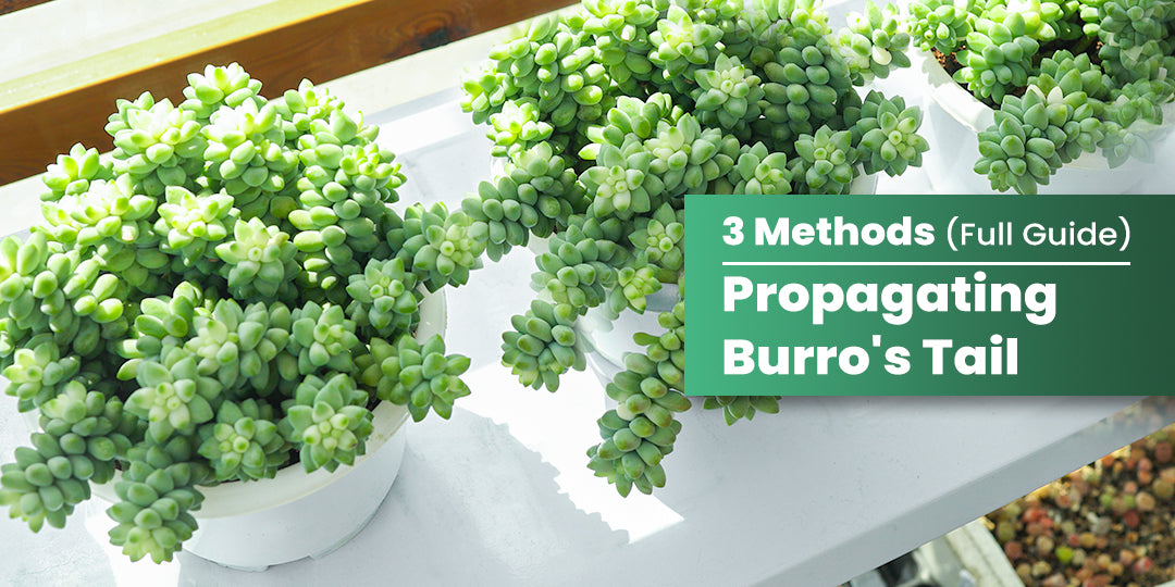 3 Methods of Propagating Burro's Tail Succulent (Full Guide)| THE NEXT GARDENER – Thenextgardener
