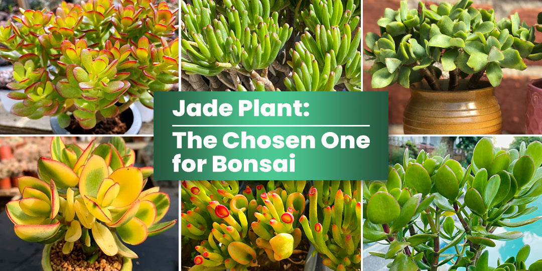 jadeplant forest
