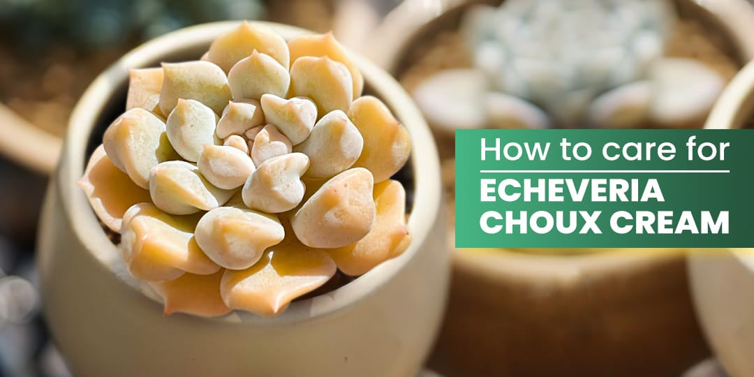 How to Care for Echeveria Choux Cream | THE NEXT GARDENER – Thenextgardener