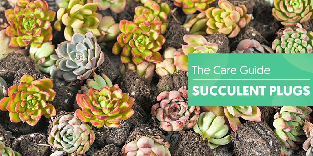 How to Care for Mini Succulent Plugs | THE NEXT GARDENER – Thenextgardener