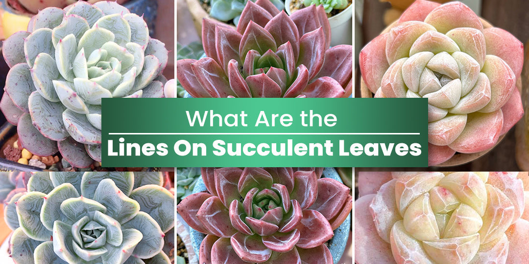 The "Lines" On Succulents' Leaves: What & How | THE NEXT GARDENER ...