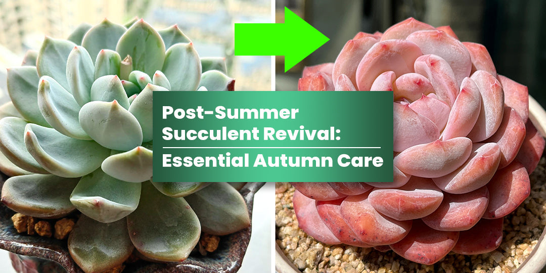 Revitalize Your Succulents After Summer: A Comprehensive Guide to ...