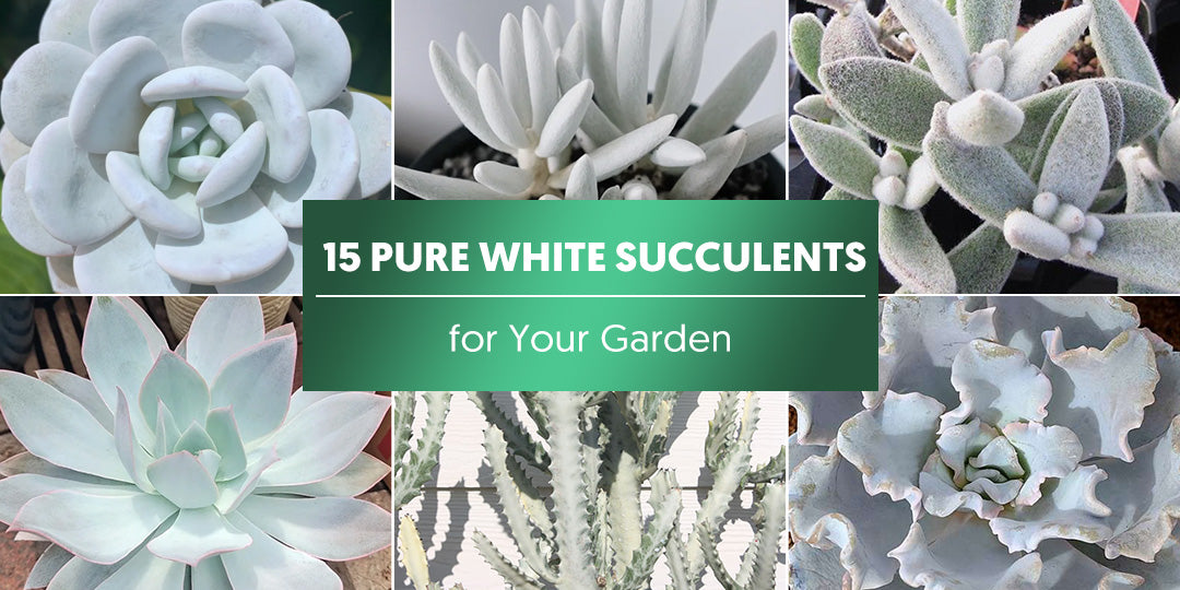 15 Pure White Succulents for Your Garden | THE NEXT GARDENER ...
