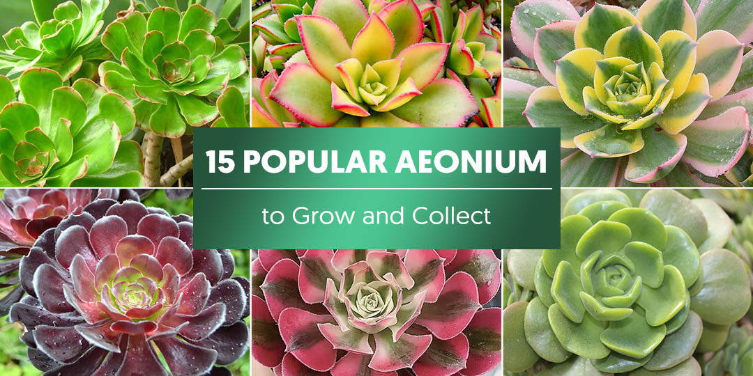 15 Popular Aeonium Succulent to Grow | THE NEXT GARDENER – Thenextgardener