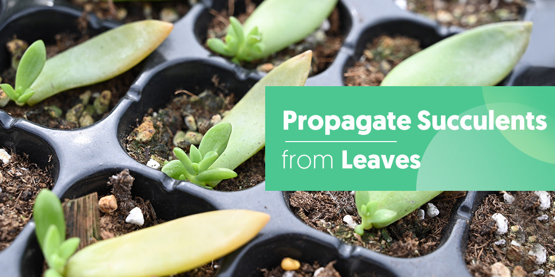 Propagate Succulents from Leaves | The Next Gardener – Thenextgardener