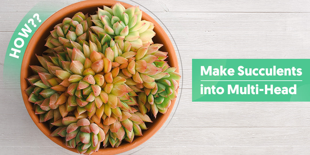 How to Make Succulents Into Multiple Heads | The Next Gardener ...