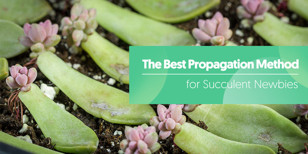 The Best Propagation Method for Succulent Newbies: The Complete Guide ...