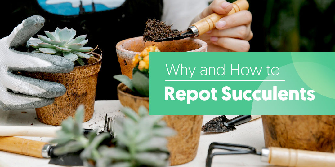 Why and How to Repot Succulents | THE NEXT GARDENER – Thenextgardener