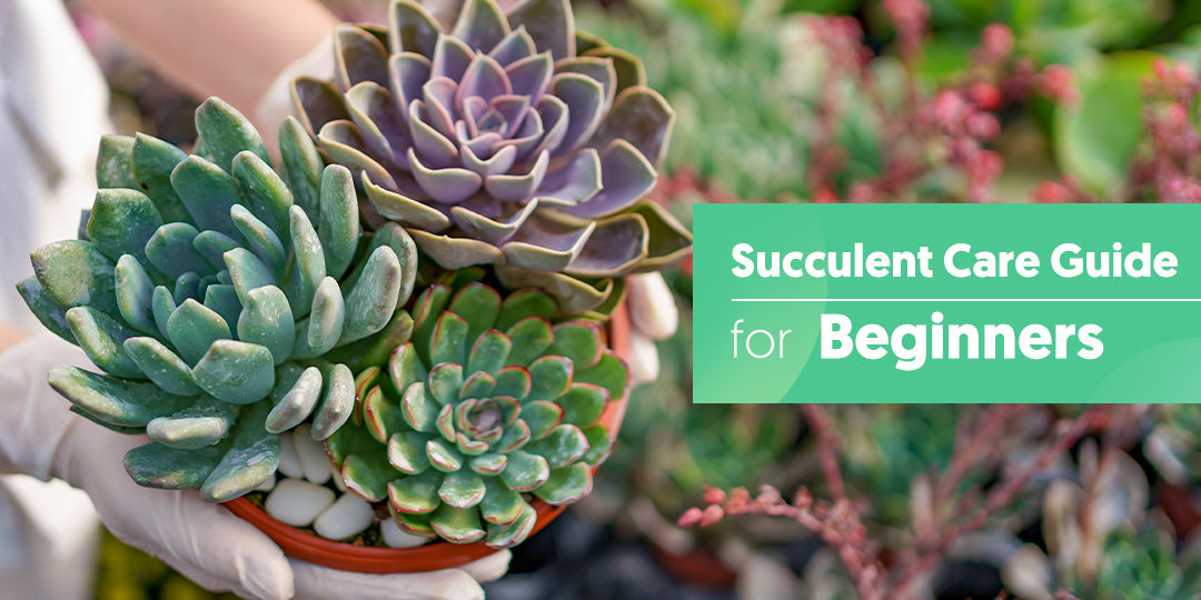 The Ultimate Succulent Care Guide for Beginners – Thenextgardener
