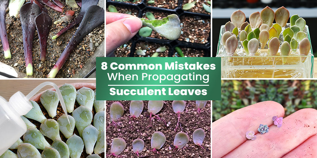 8 Common Mistakes to Avoid When Propagating Succulent Leaves | THE NEXT GARDENER – Thenextgardener