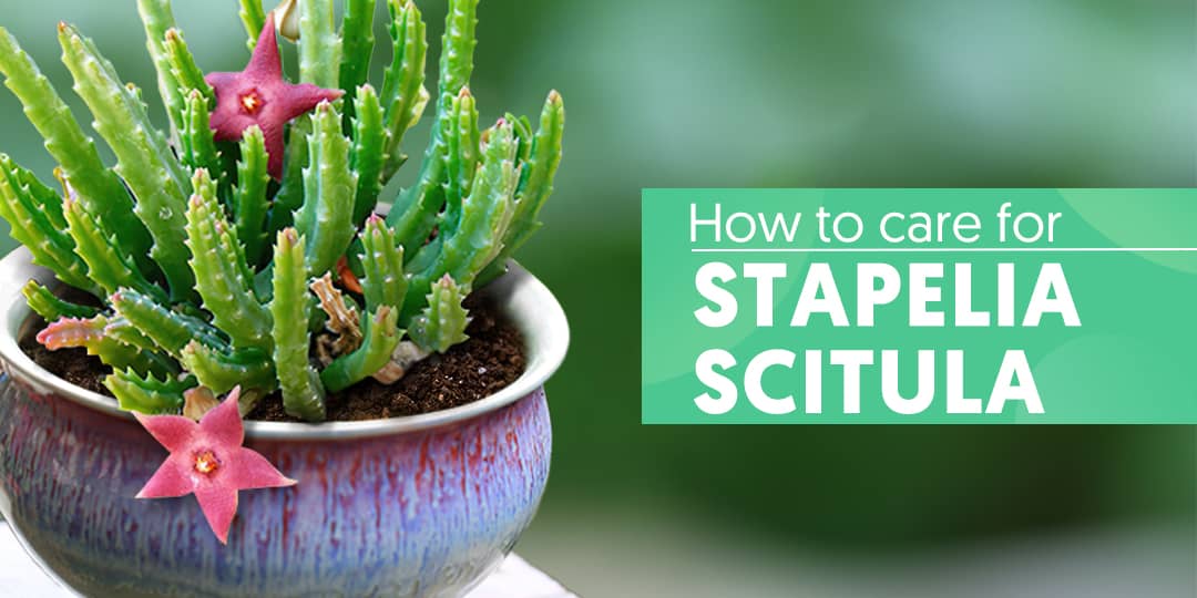 How to care for Stapelia Scitula | THE NEXT GARDENER – Thenextgardener