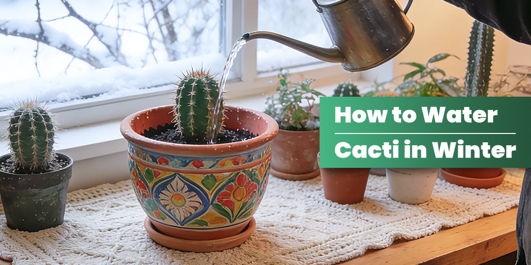 A Full Care Guide about How to Water Cacti in Winter | THE NEXT ...