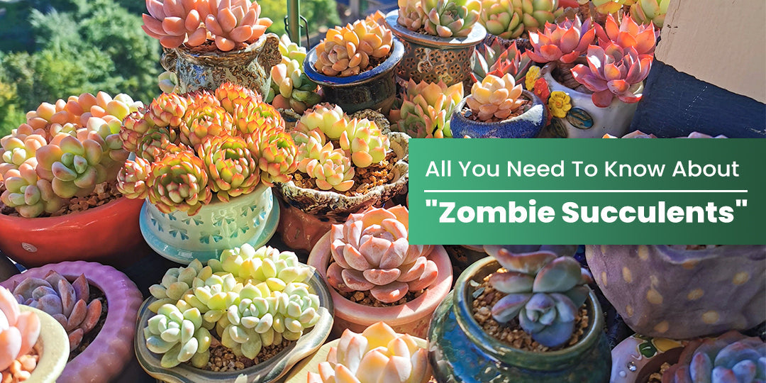 All You Need To Know About "Zombie Succulents" (Solution Included)| THE ...