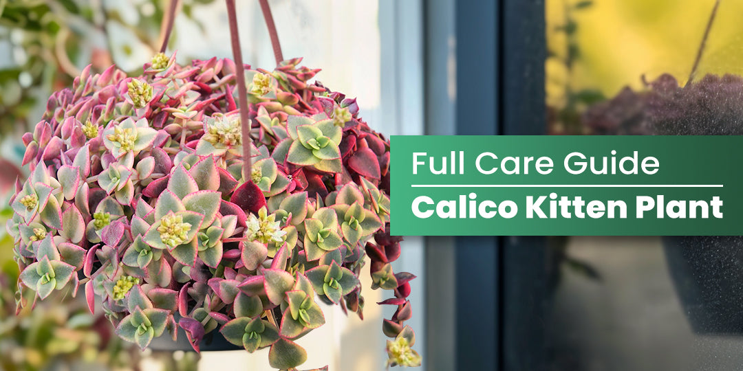 Crassula Calico Kitten Plant Care Guide | THE NEXT GARDENER ...