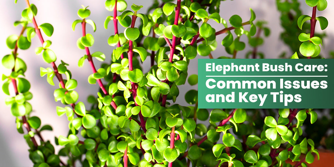 Elephant Bush Care: Common Issues and Key Tips | THE NEXT GARDENER ...