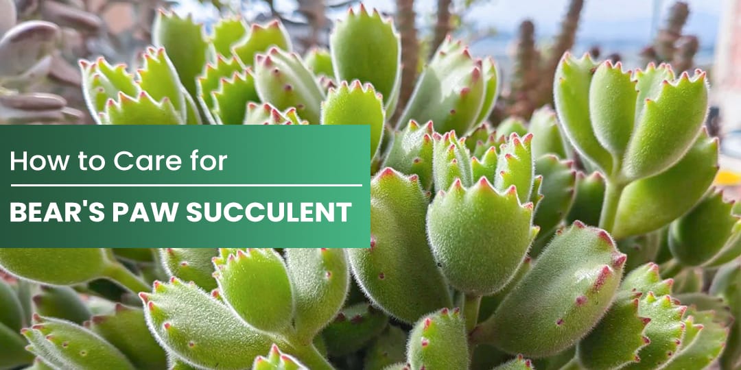 How to Care for Bear's Baw Succulent | THE NEXT GARDENER – Thenextgardener