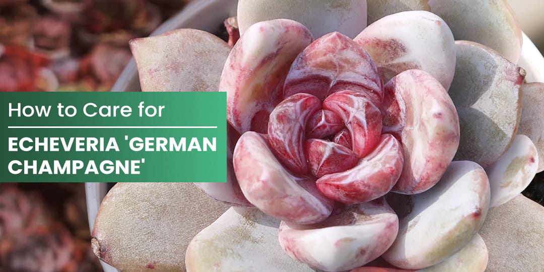 How to Care for Echeveria 'German Champagne' | THE NEXT GARDENER ...