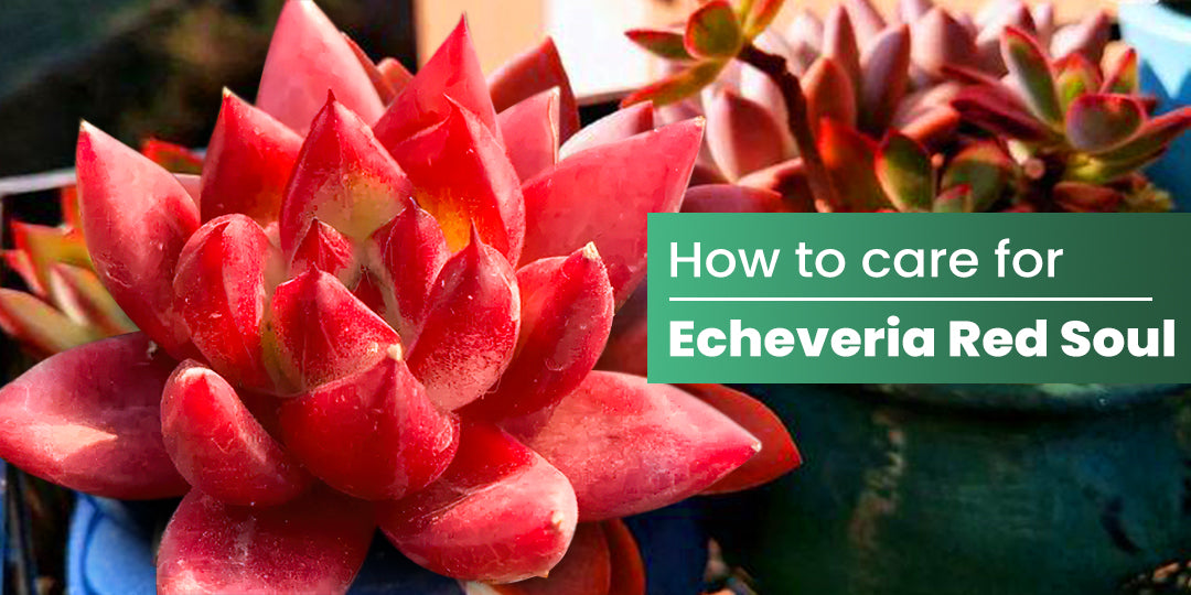 How to Care for Echeveria Red Soul | THE NEXT GARDENER – Thenextgardener