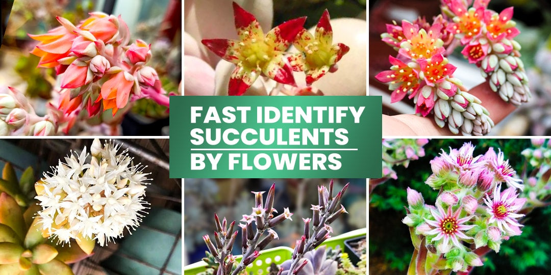 How To Fast Identify Succulents By Flowers The Next Gardener