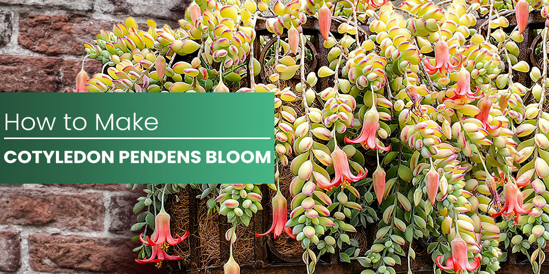How to Make Cotyledon Pendens Bloom | THE NEXT GARDENER – Thenextgardener