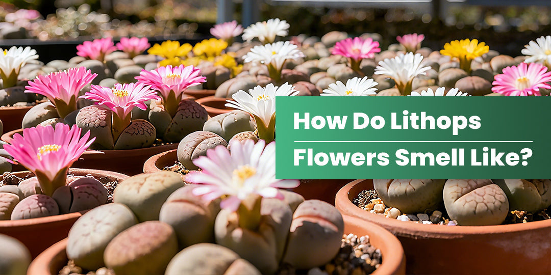 How Do Lithops Flowers Smell Like? | THE NEXT GARDENER – Thenextgardener