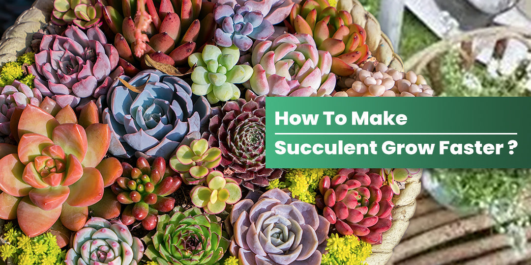 How To Make Succulent Grow Faster? | THE NEXT GARDENER – Thenextgardener