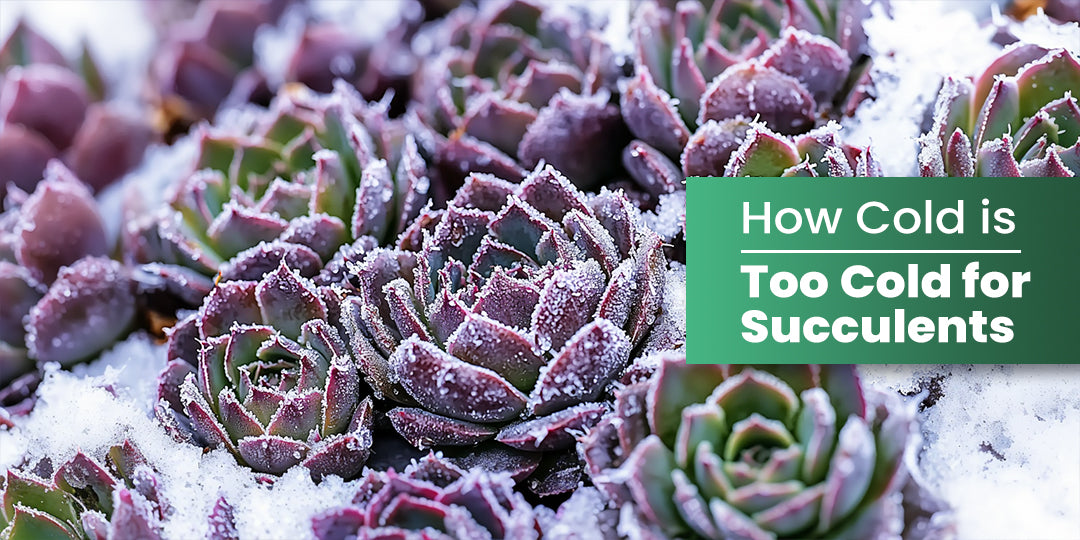 How Cold is Too Cold for Succulents | THE NEXT GARDENER – Thenextgardener