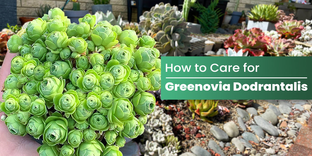 A Comprehensive Guide to Growing Greenovia Dodrantalis, the "Mountain Rose" Succulent | THE NEXT ...