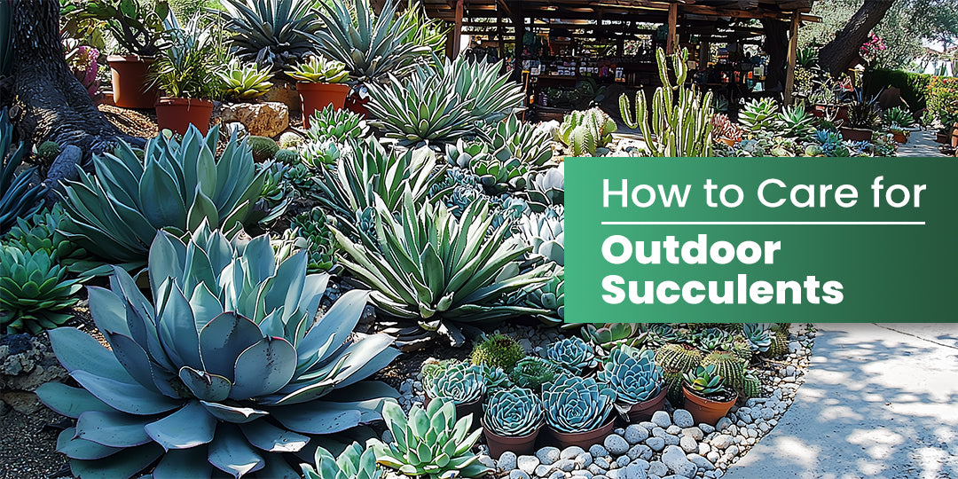 How to Care for Outdoor Succulents | THE NEXT GARDENER – Thenextgardener