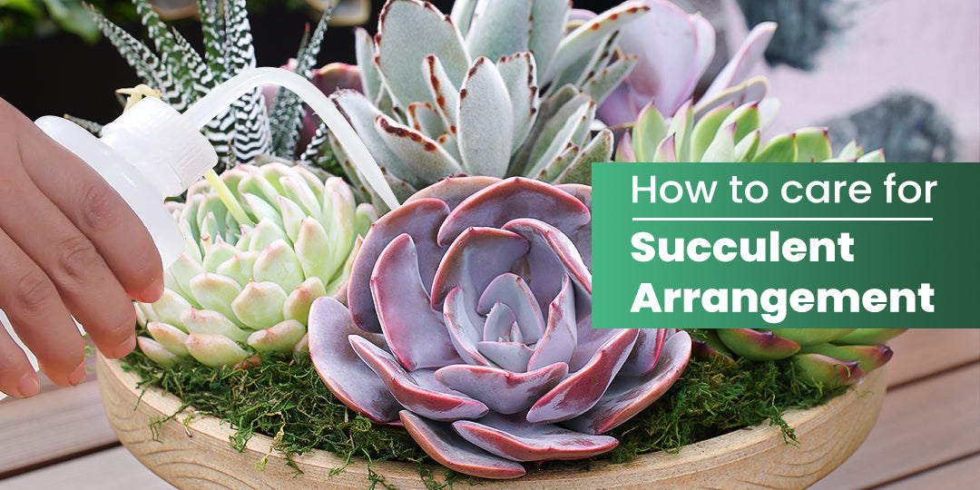 How to Care for Succulent Arrangements | THE NEXT GARDENER ...