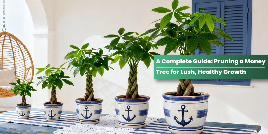 How to Prune a Money Tree: A Complete Guide for Lush, Healthy Growth ...