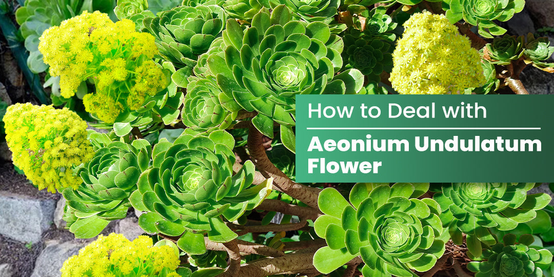 How to deal with aeonium undulatum flower | THE NEXT GARDENER ...