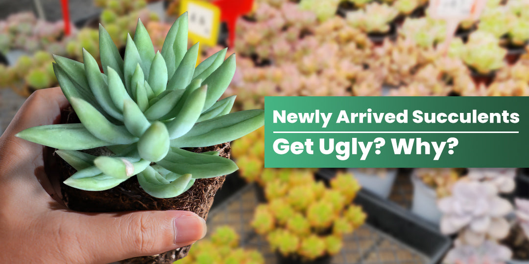 Newly Arrived Succulents Get Ugly? Why? | THE NEXT GARDENER ...