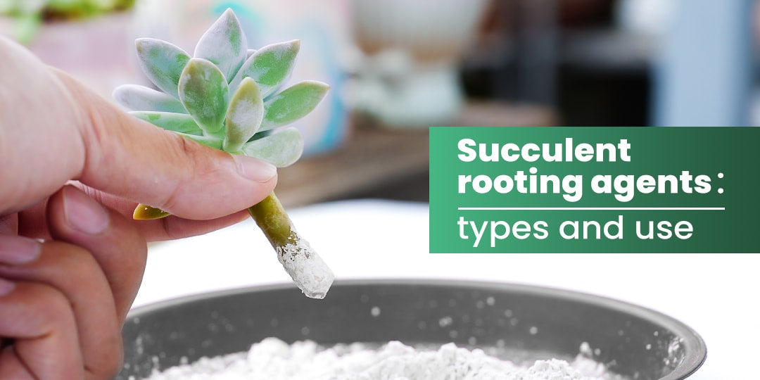 Succulent Rooting Agents: Types and Use | THE NEXT GARDENER ...