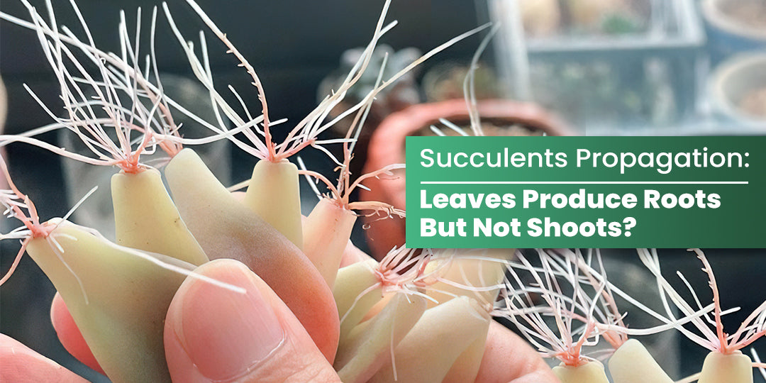 Succulents Propagation: Leaves Produce Roots But Not Shoots? | THE NEXT GARDENER – Thenextgardener