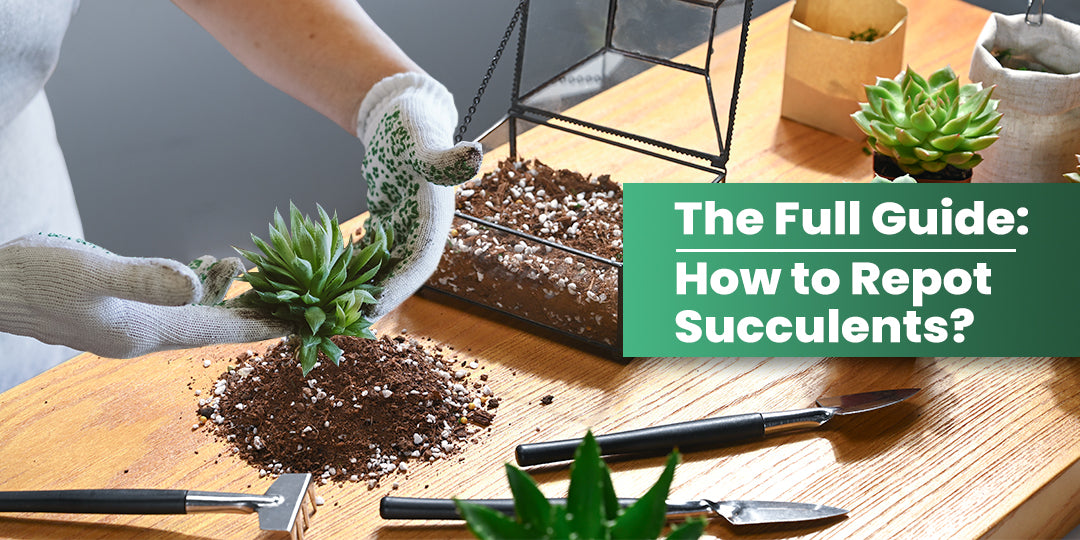 Succulents Repotting for Beginners: How to Repot Succulents? | THE NEXT GARDENER – Thenextgardener