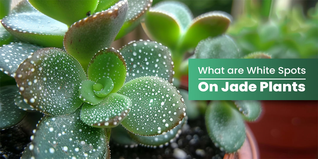 What are White Spots On Jade Plants | THE NEXT GARDENER – Thenextgardener
