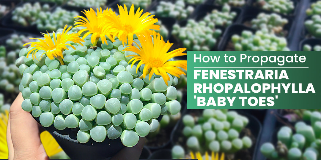 How to Propagate Fenestraria rhopalophylla 'Baby Toes' | THE NEXT ...