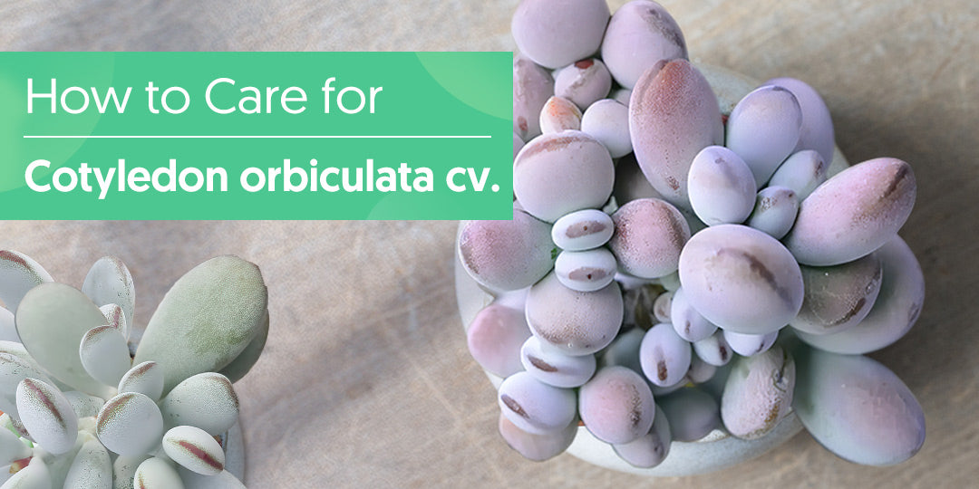 How to Care for Cotyledon Orbiculata cv. | THE NEXT GARDENER ...