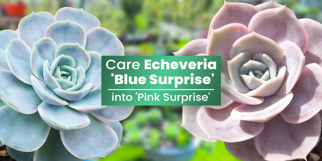 Care Echeveria 'Blue Surprise' into 'Pink Surprise' | THE NEXT GARDENER ...