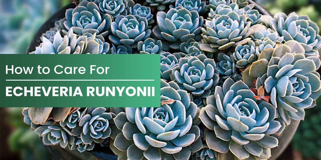 How to Care for Echeveria runyonii | THE NEXT GARDENER – Thenextgardener