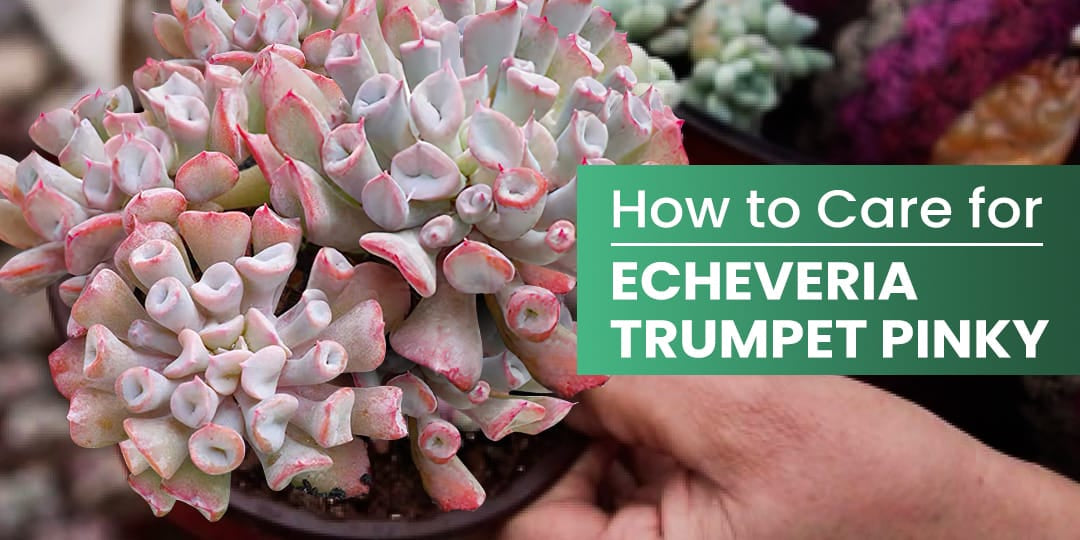 How to care for Echeveria Trumpet Pinky | THE NEXT GARDENER ...