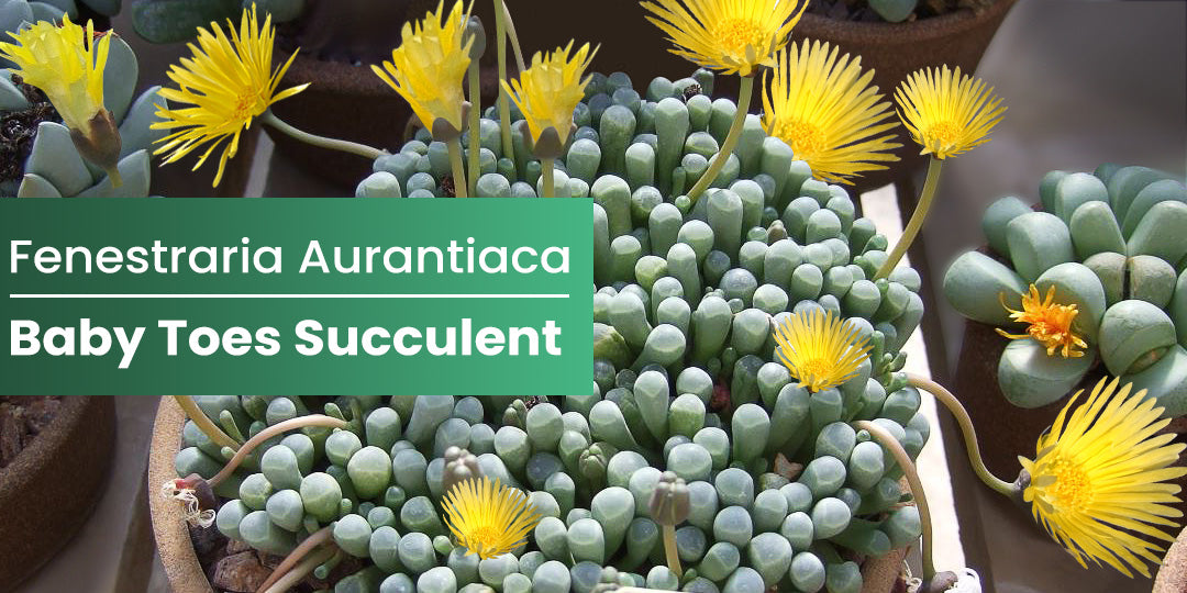 How to Care For Fenestraria Aurantiaca Baby Toes Succulent | THE NEXT ...
