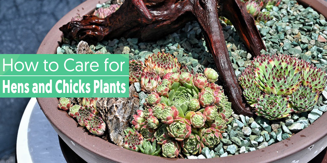 How to Care for Hens and Chicks? | THE NEXT GARDENER – Thenextgardener