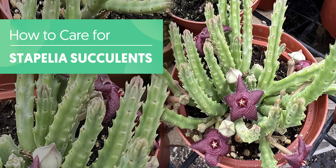 How to Care for Stapelia Succulents | THE NEXT GARDENER – Thenextgardener