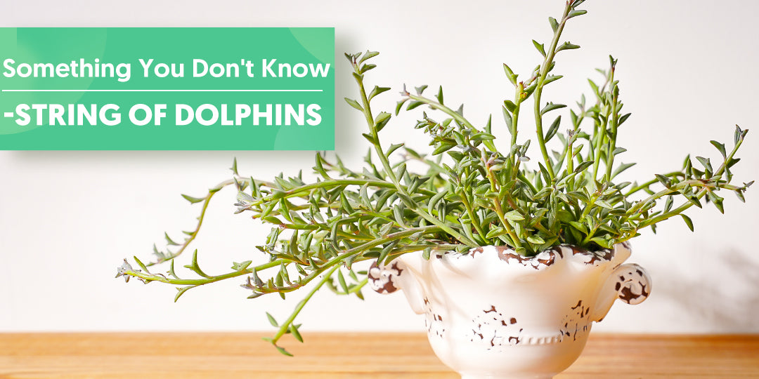 Common Issues with String of Dolphins Succulent | THE NEXY GARDENER ...