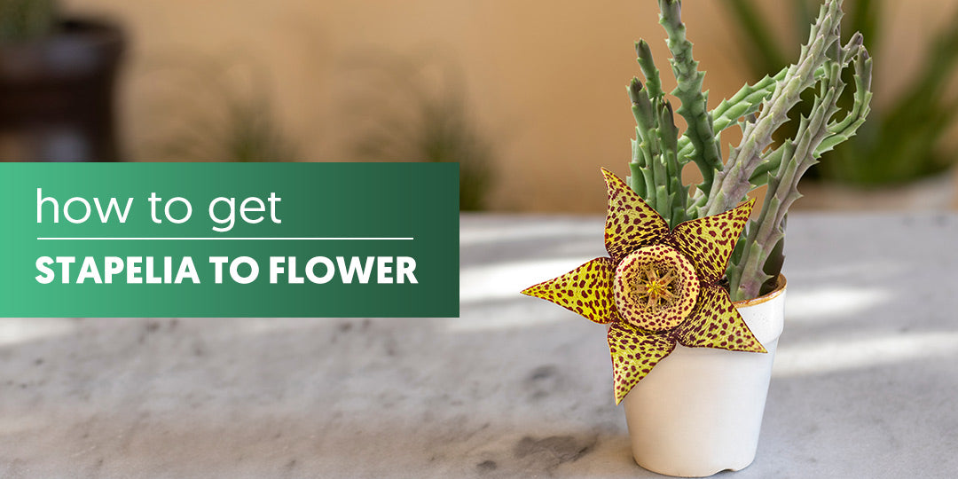 Cultivating Beauty: How to Get Stapelia to Flower | THE NEXT GARDENER ...