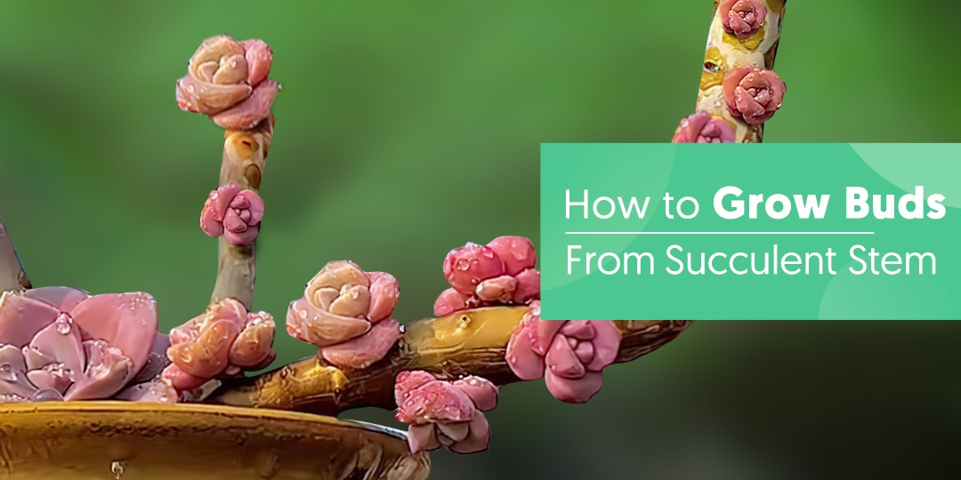How to Grow Buds From the Succulent Stem | THE NEXT GARDENER ...