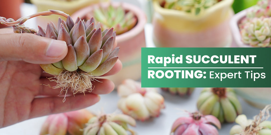 Rapid Succulent Rooting: Expert Tips | THE NEXT GARDENER – Thenextgardener